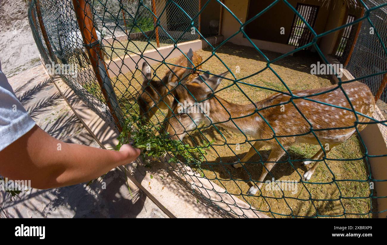 Photography of feeding animals in animal pen in old rural village Oman ...