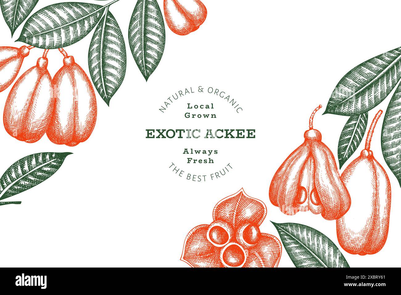 Hand drawn sketch style ackee banner. Organic fresh food vector ...