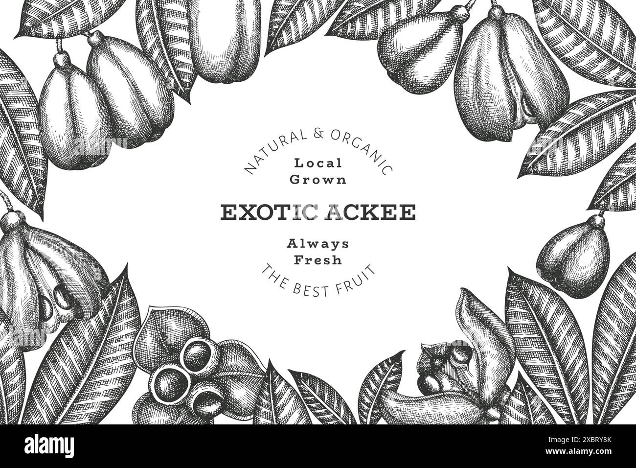 Hand drawn sketch style ackee banner. Organic fresh food vector ...