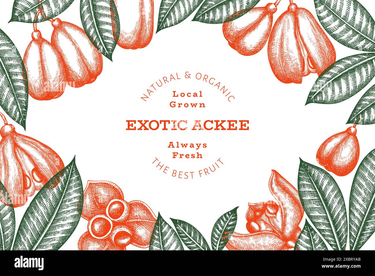 Hand drawn sketch style ackee banner. Organic fresh food vector ...