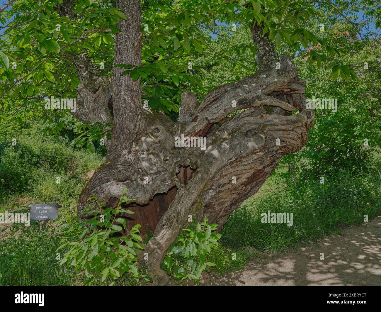 Sweet chestnut (Castanea sativa) brown tree bark macro close up texture ...