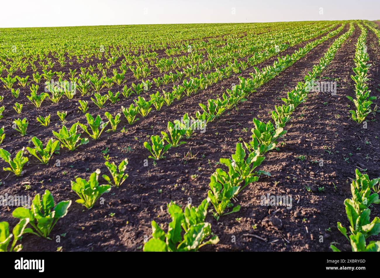Beetroot seedlings in fertile soil on field, rows in perspective ...