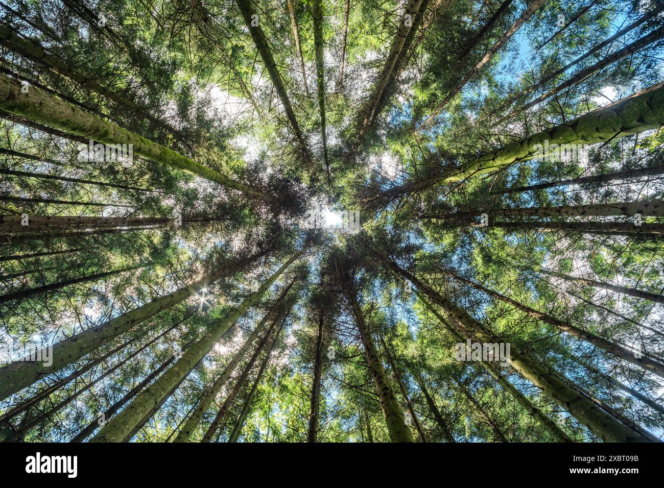 Crowns tall pine trees hi-res stock photography and images - Alamy