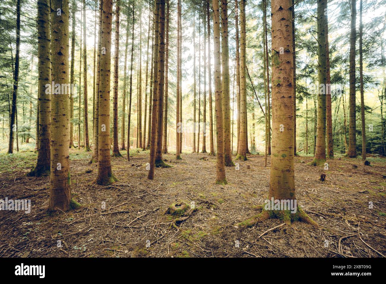 Forest scene in summer. Lush vegetation, vibrant, no people Stock Photo ...