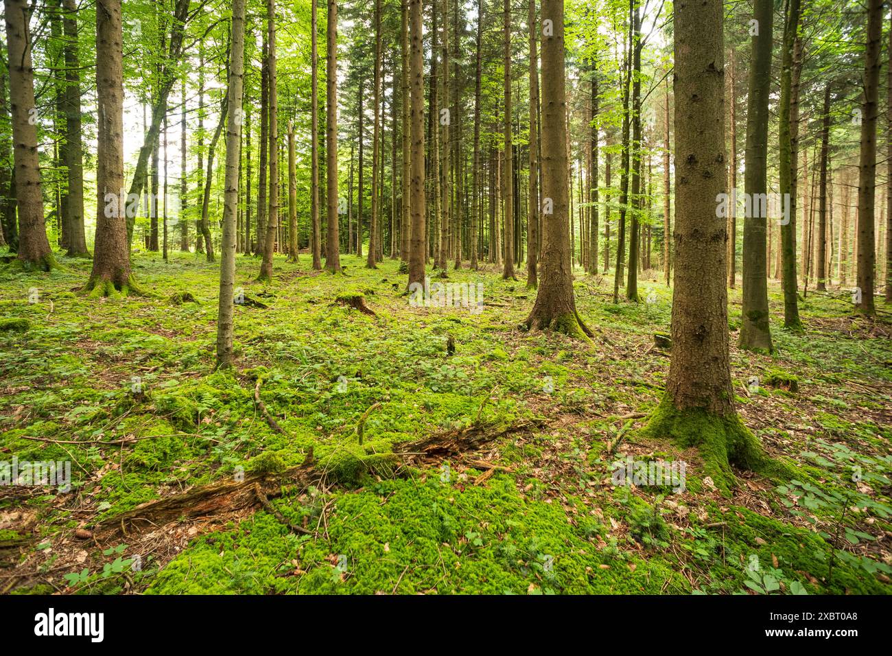 Forest scene in summer. Lush vegetation, vibrant, no people Stock Photo ...