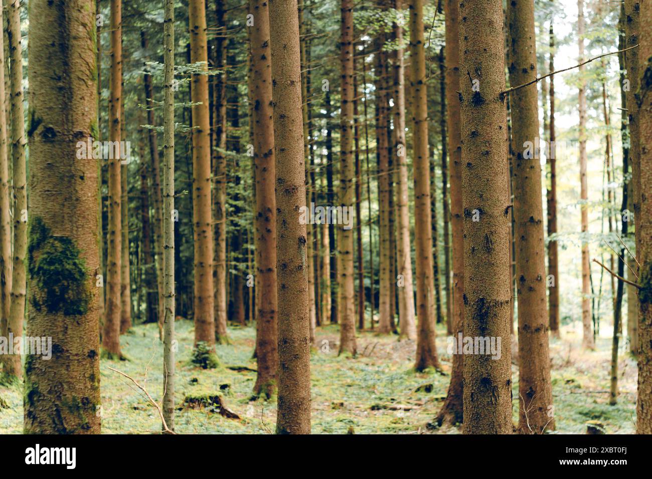 Forest scene in summer. Lush vegetation, vibrant, no people Stock Photo ...