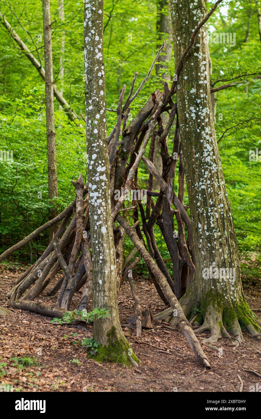A hut or basic shelter made out of tree branches or sticks in a forest ...