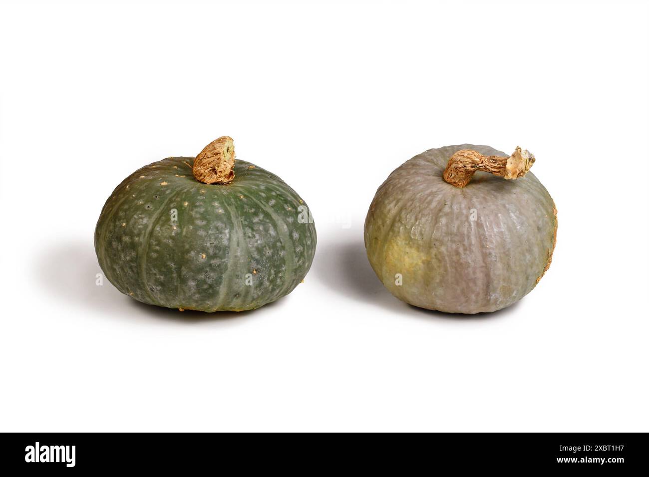 Comparison of green Japanese Kabocha squash and blue Kuri squash on ...
