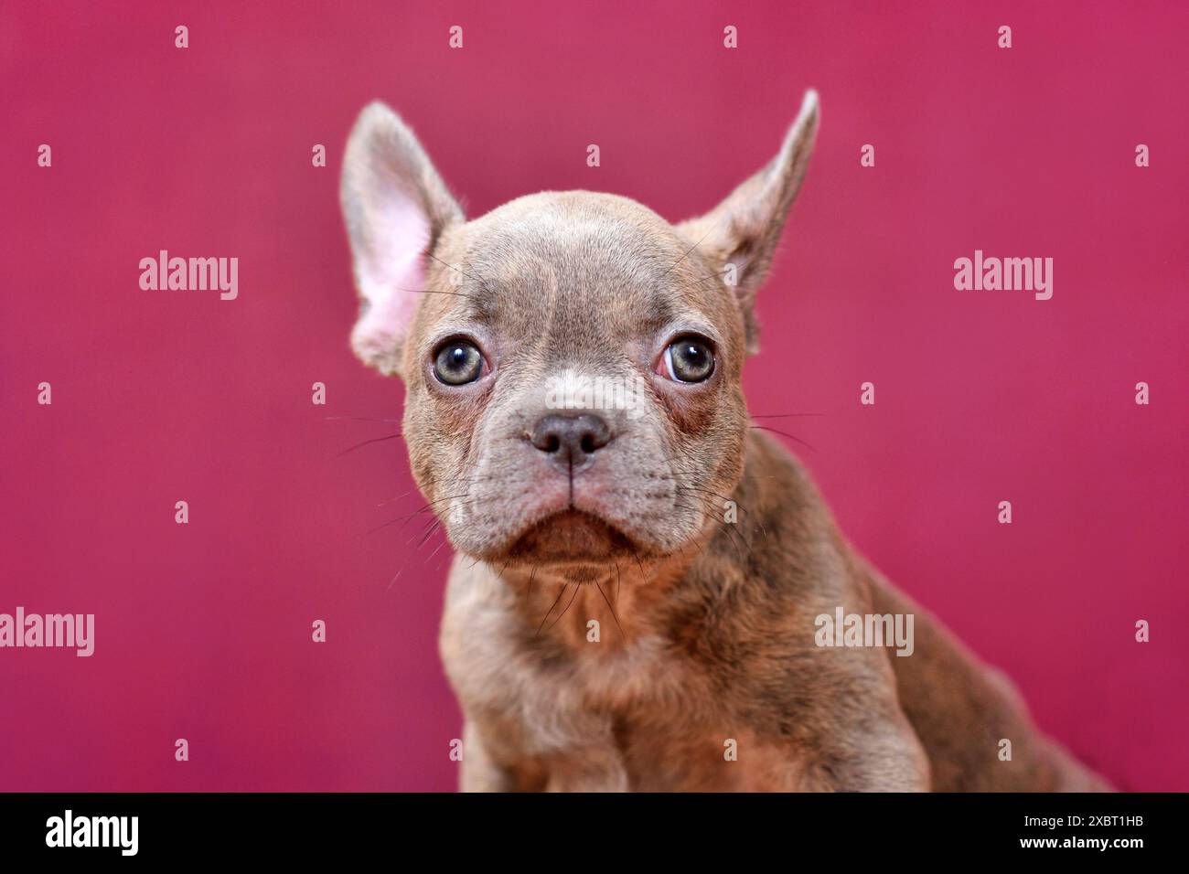 Portrait of young Lilac Brindle French Bulldog dog puppy in front of ...