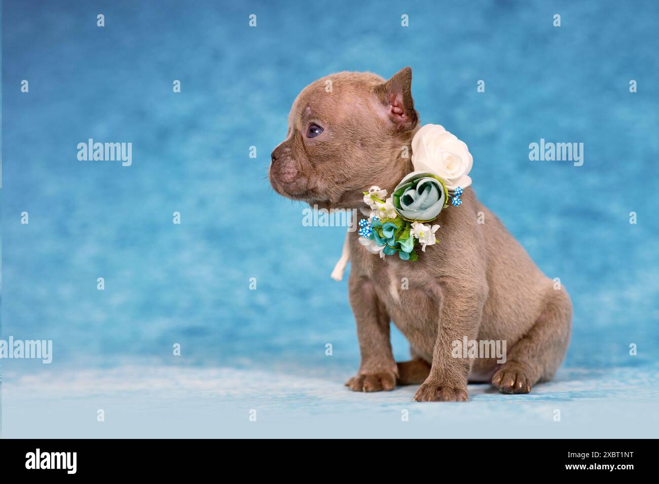 Cute four weeks young Lilac Brindle French Bulldog puppy with flower ...