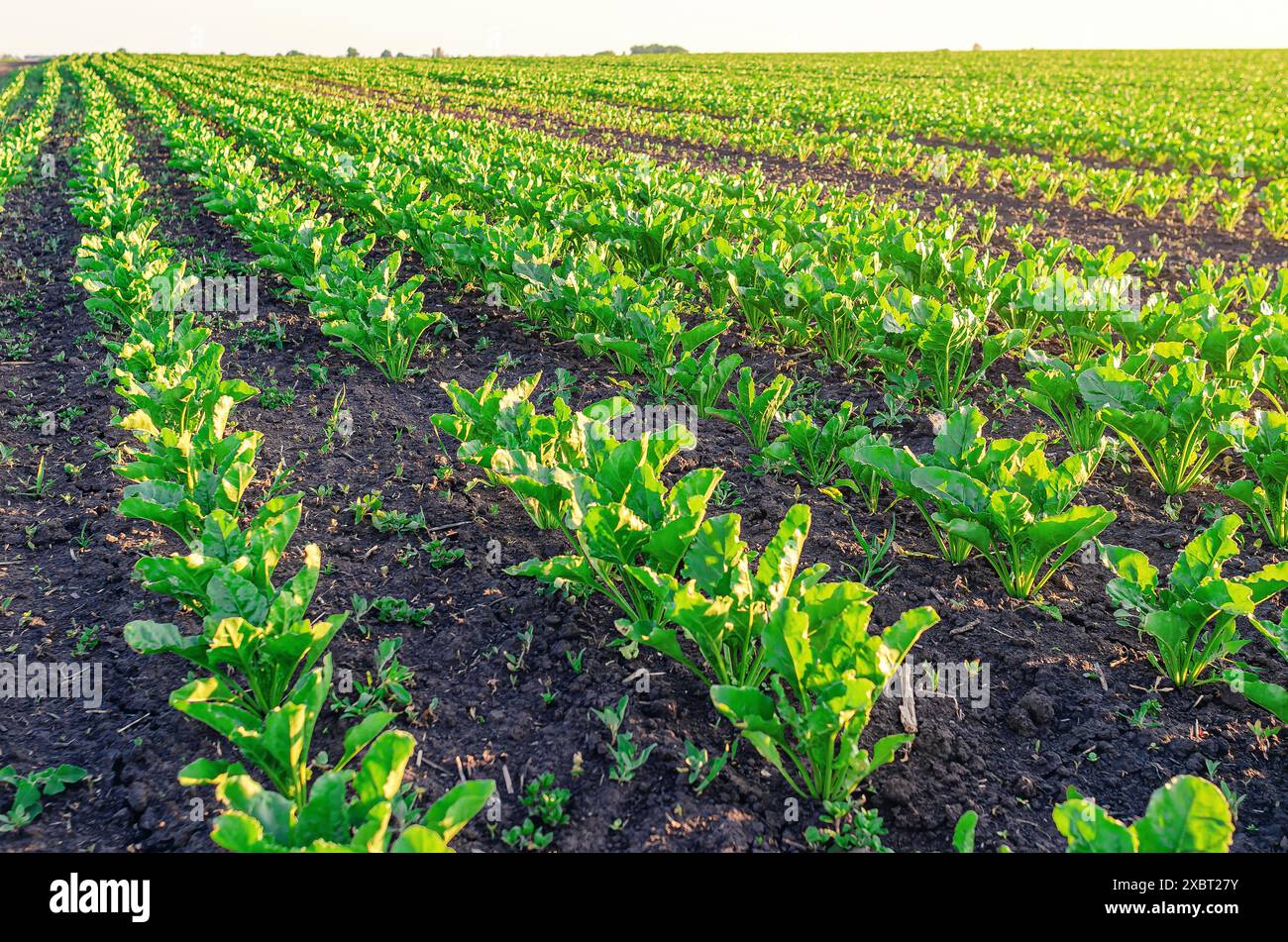 Beetroot seedlings in fertile soil on field, rows in perspective ...