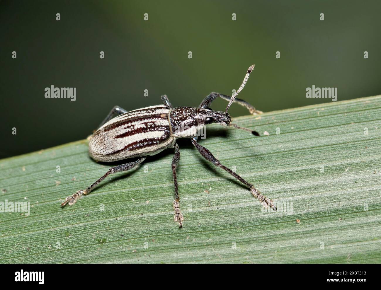 Diaprepes Root Weevil insect beetle pest control nature agriculture ...