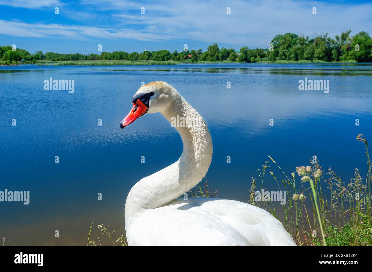 Swans head is elegantly curved, gaze looks into camera. Portrait of ...