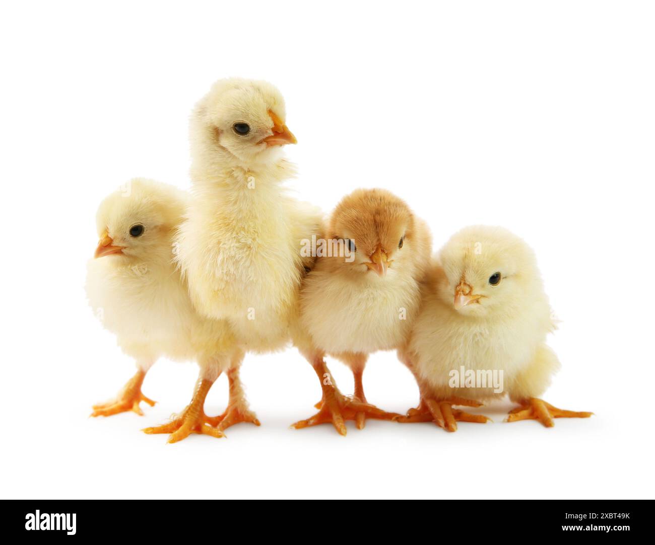 Many cute chicks isolated on white. Baby animals Stock Photo - Alamy