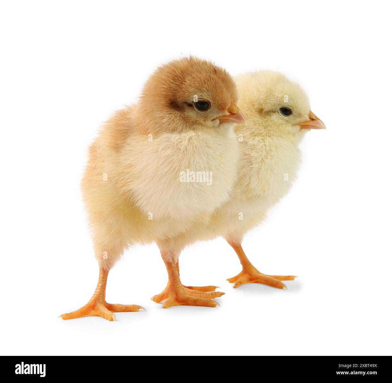 Cute chicks isolated on white. Baby animals Stock Photo - Alamy