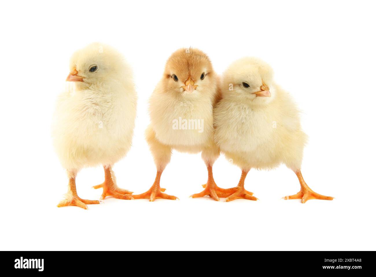 Cute chicks isolated on white. Baby animals Stock Photo - Alamy