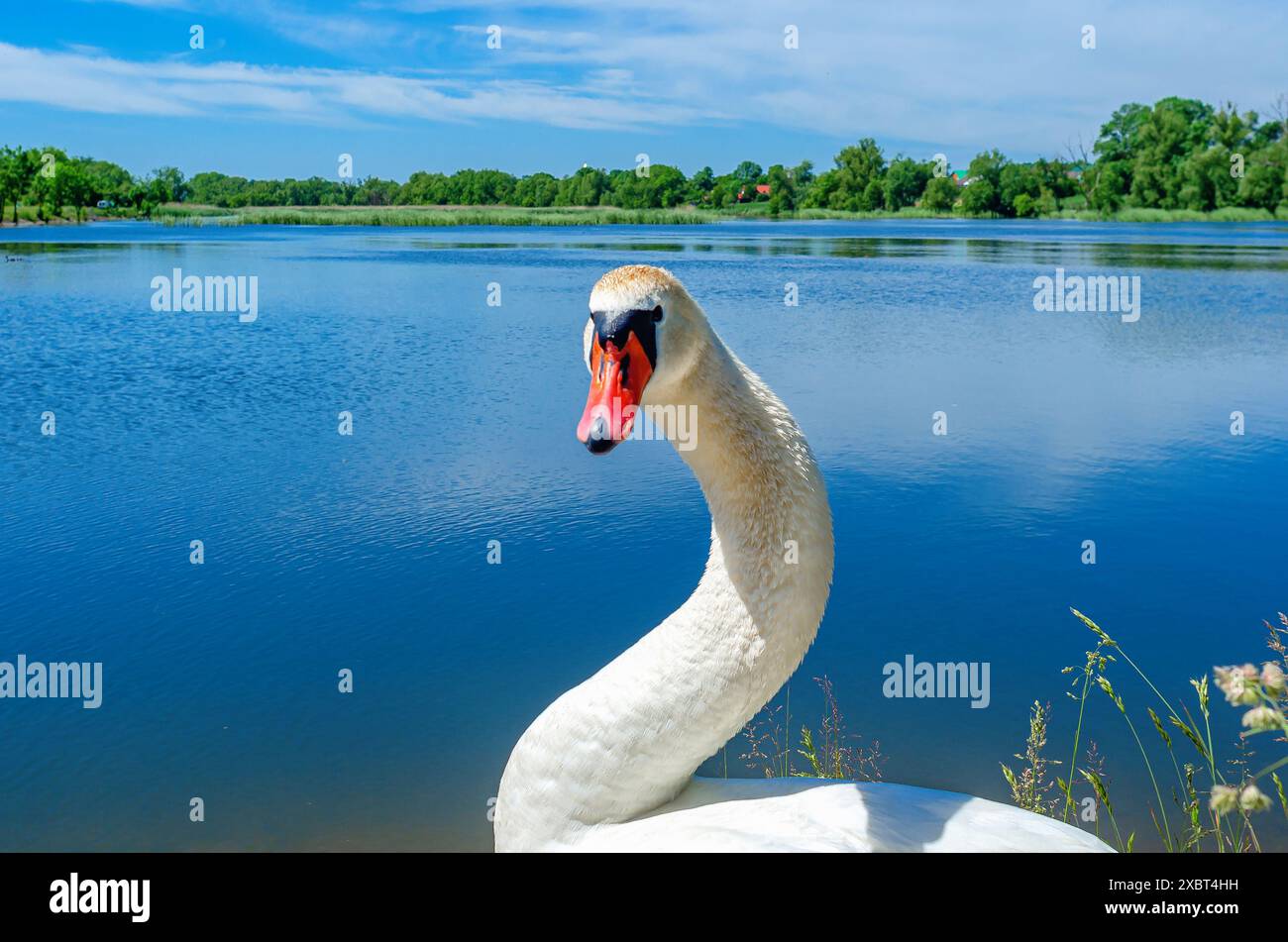 Portrait of white swan with an orange beak. Swan's head is elegantly ...