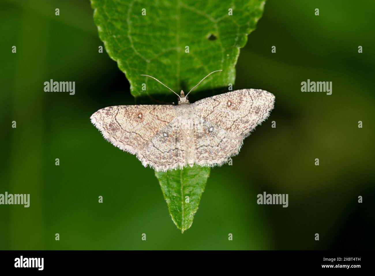 Dwarf tawny wave moth hi-res stock photography and images - Alamy