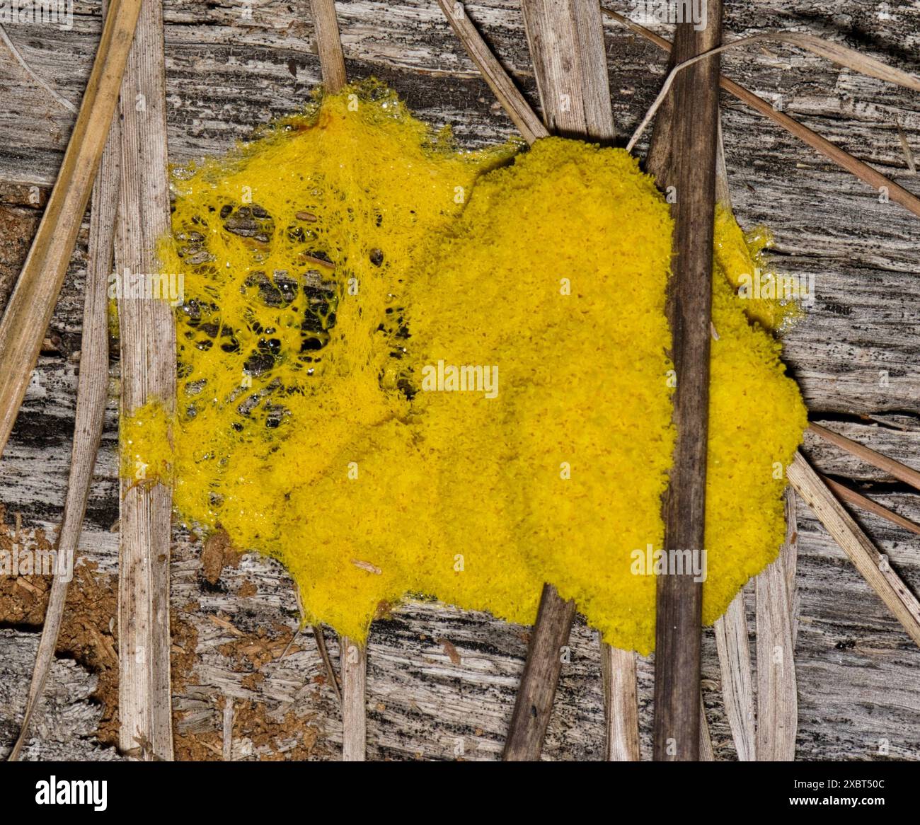 Slime mold (Fuligo septica) on rotting wood Myxogastria yellow mold ...