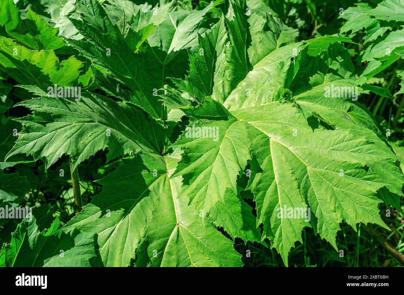 Hogweed close-up. Heracleum sibiricum L. Leaves of the hogweed, which can be dangerous to touch ...
