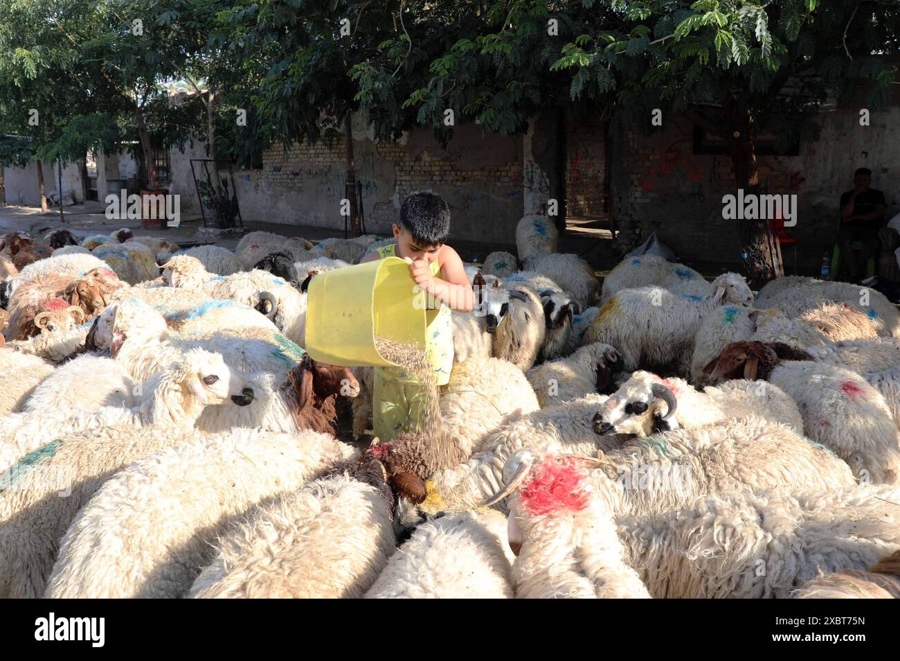 (240613) -- BAGHDAD, June 13, 2024 (Xinhua) -- A boy feeds sheep at a ...