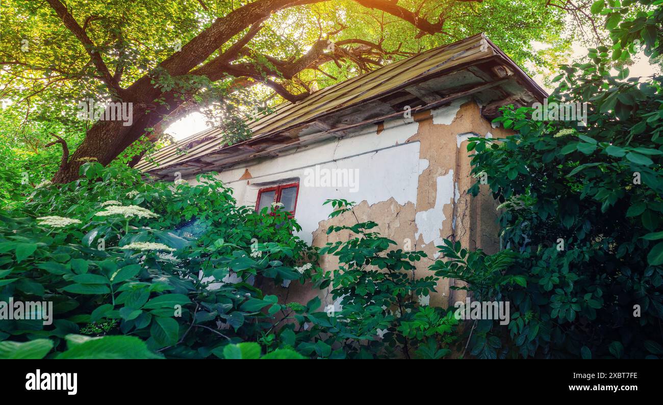 Abandoned old mud house with wooden windows in weeds under tall green ...