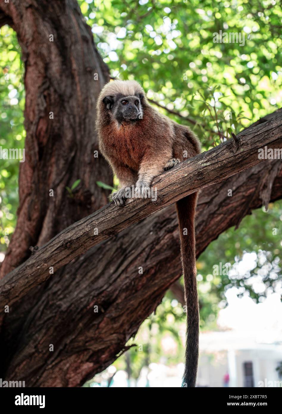 Titi Monkey in Cartagena, Colombia Stock Photo - Alamy