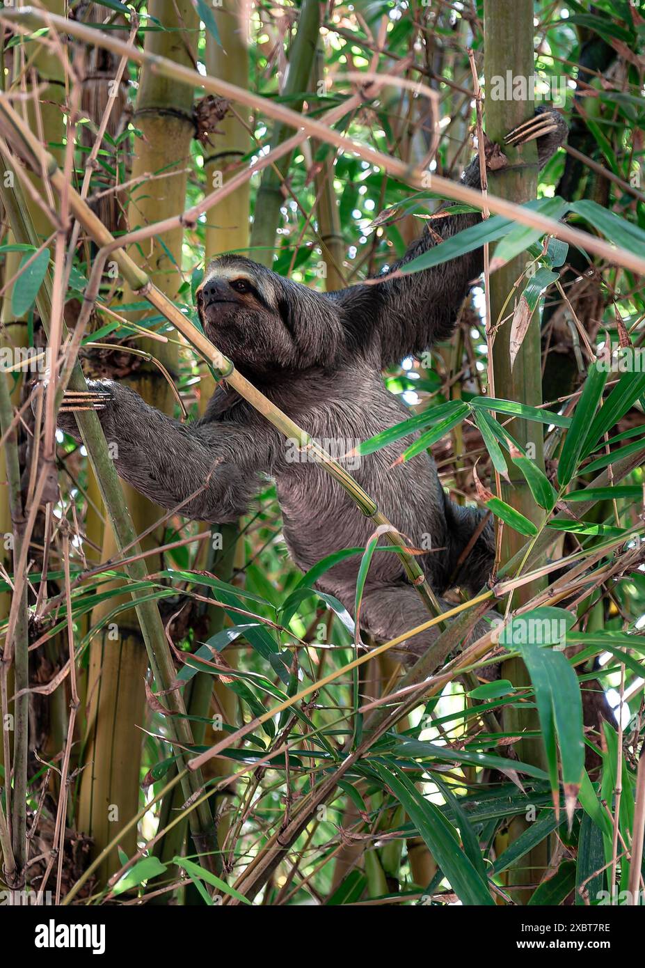 Sloth in a Park, Cartagena, Colombia Stock Photo - Alamy