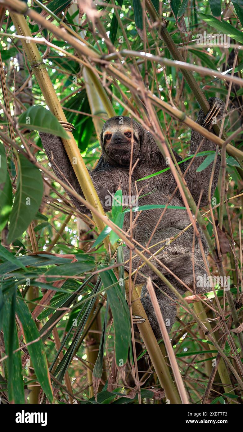 Mammals of colombia hi-res stock photography and images - Alamy