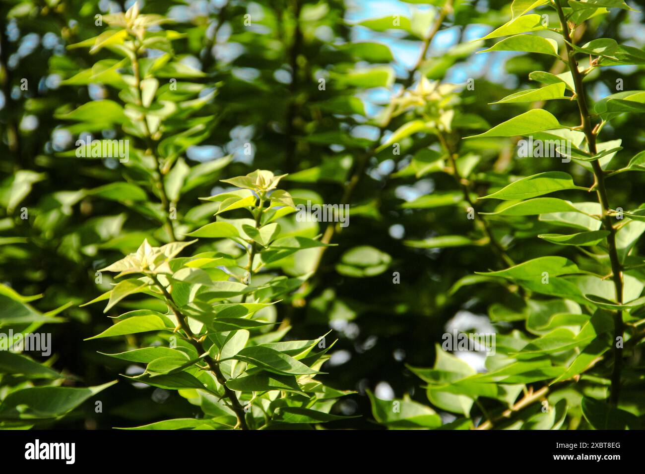 Bougainvillea Flowers, flower plants that are in great demand as ...