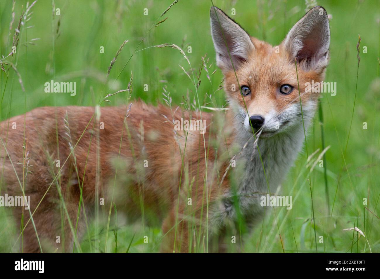 In a garden in Clapham, south London, UK, a fox cub looks through long ...