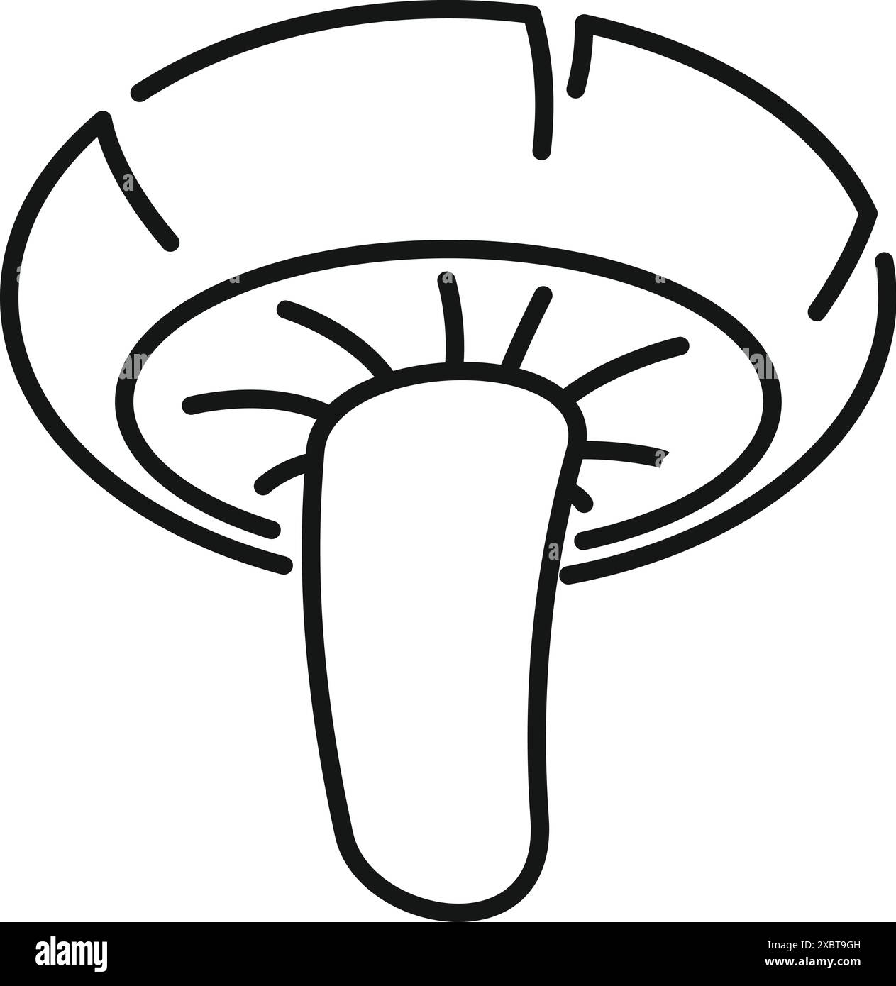 Mushroom gills Black and White Stock Photos & Images - Alamy