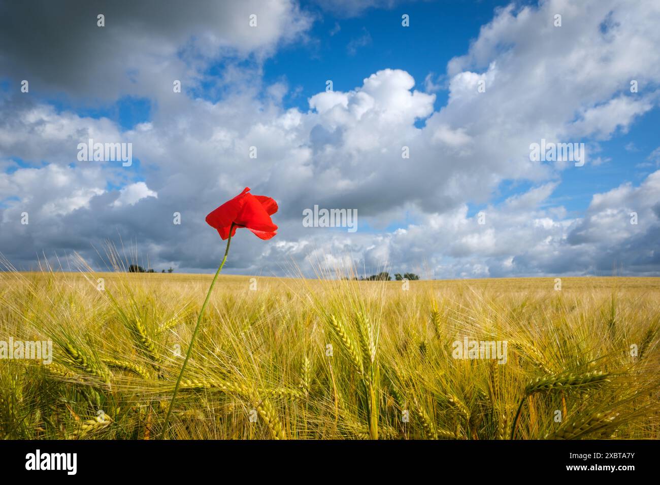 Beautiful red poppy stands hi-res stock photography and images - Alamy