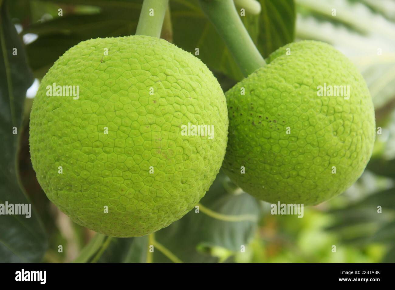 Breadfruit slice hi-res stock photography and images - Alamy