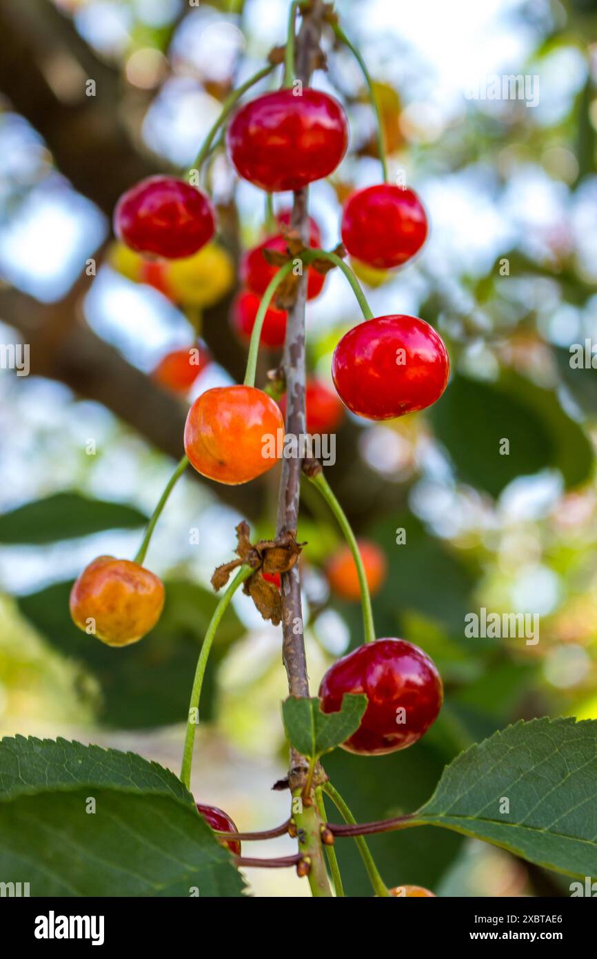 Cherry tree garden. Summer harvest concept. Ripe cherry fruits ...