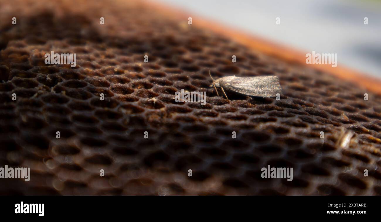 Wax moth is sitting on an empty honeycomb, a pest that can cause damage ...