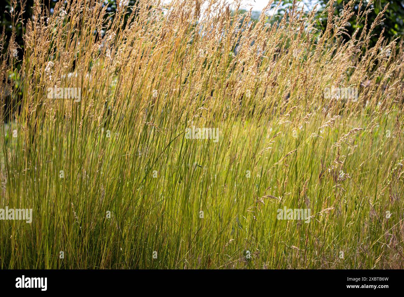 Vibrant green wheat field swaying hi-res stock photography and images ...