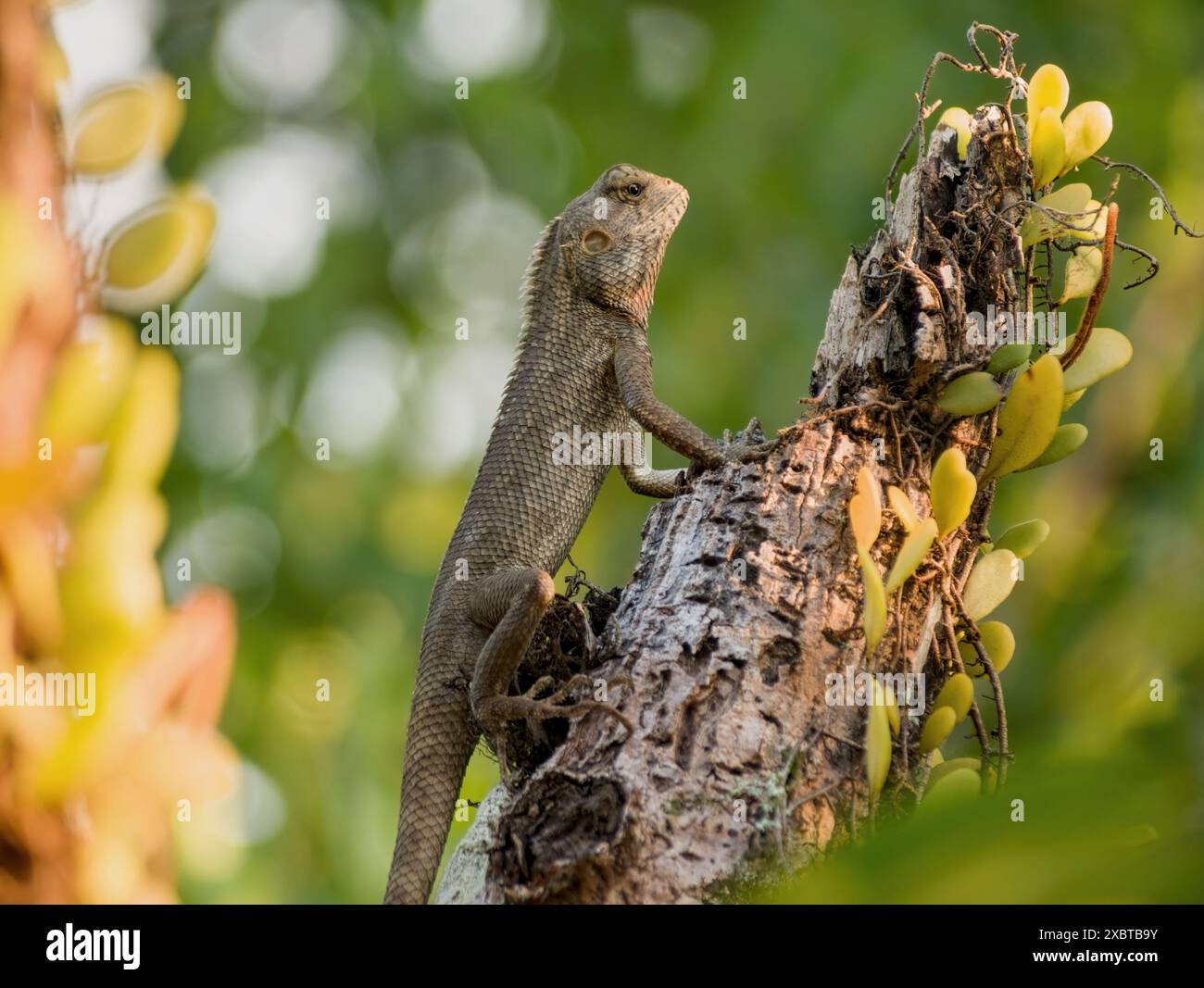 Asian Gecko on a parasitic tree branch Stock Photo - Alamy