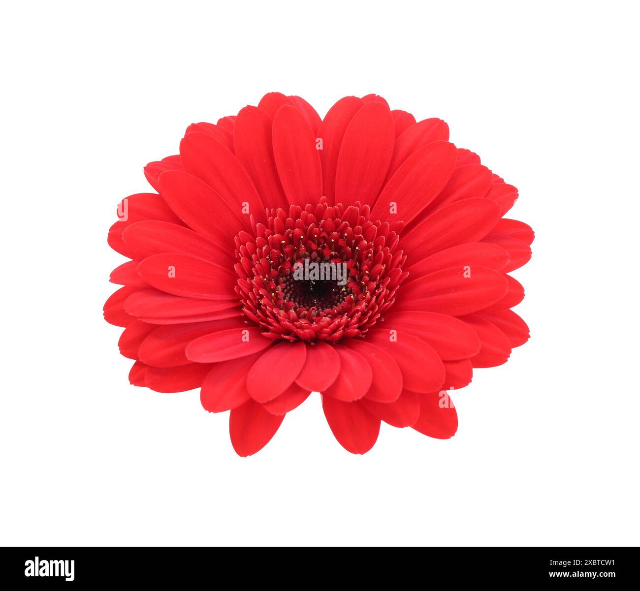 Beautiful red gerbera flower isolated on white Stock Photo - Alamy