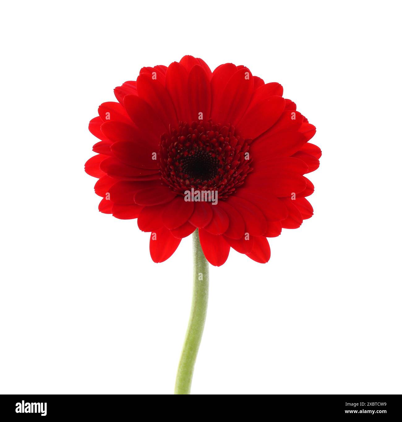 Beautiful tender blossoming red Cut Out Stock Images & Pictures - Alamy