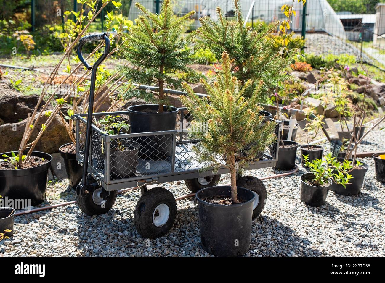 seedlings of spruce trees and other plants for planting in the garden ...