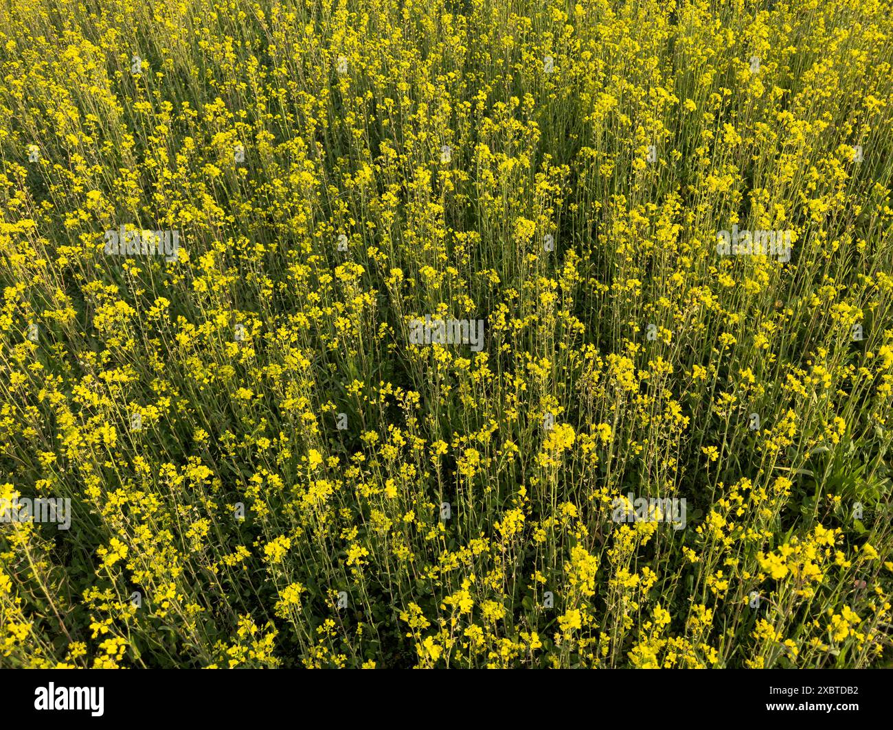 Rapeseed blossom leaf hi-res stock photography and images - Alamy