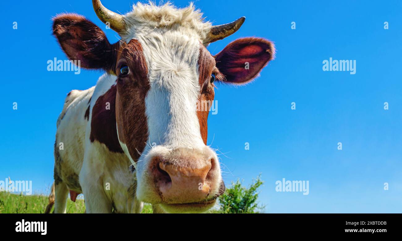 Beautiful white cow looks camera hi-res stock photography and images ...