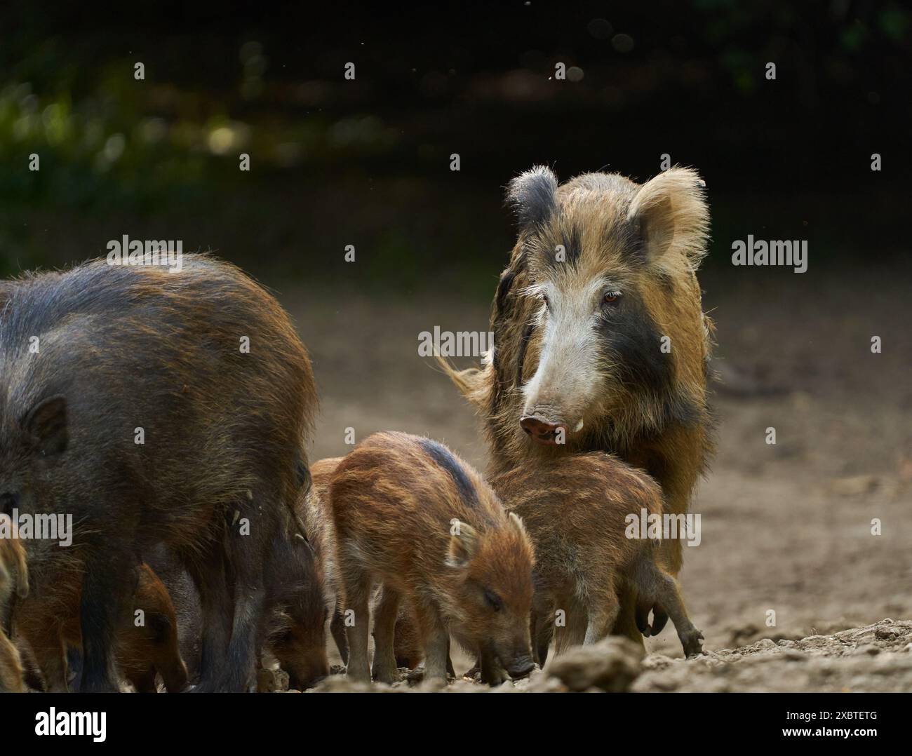 Wild hogs in a herd rooting through a glade in the forest Stock Photo ...
