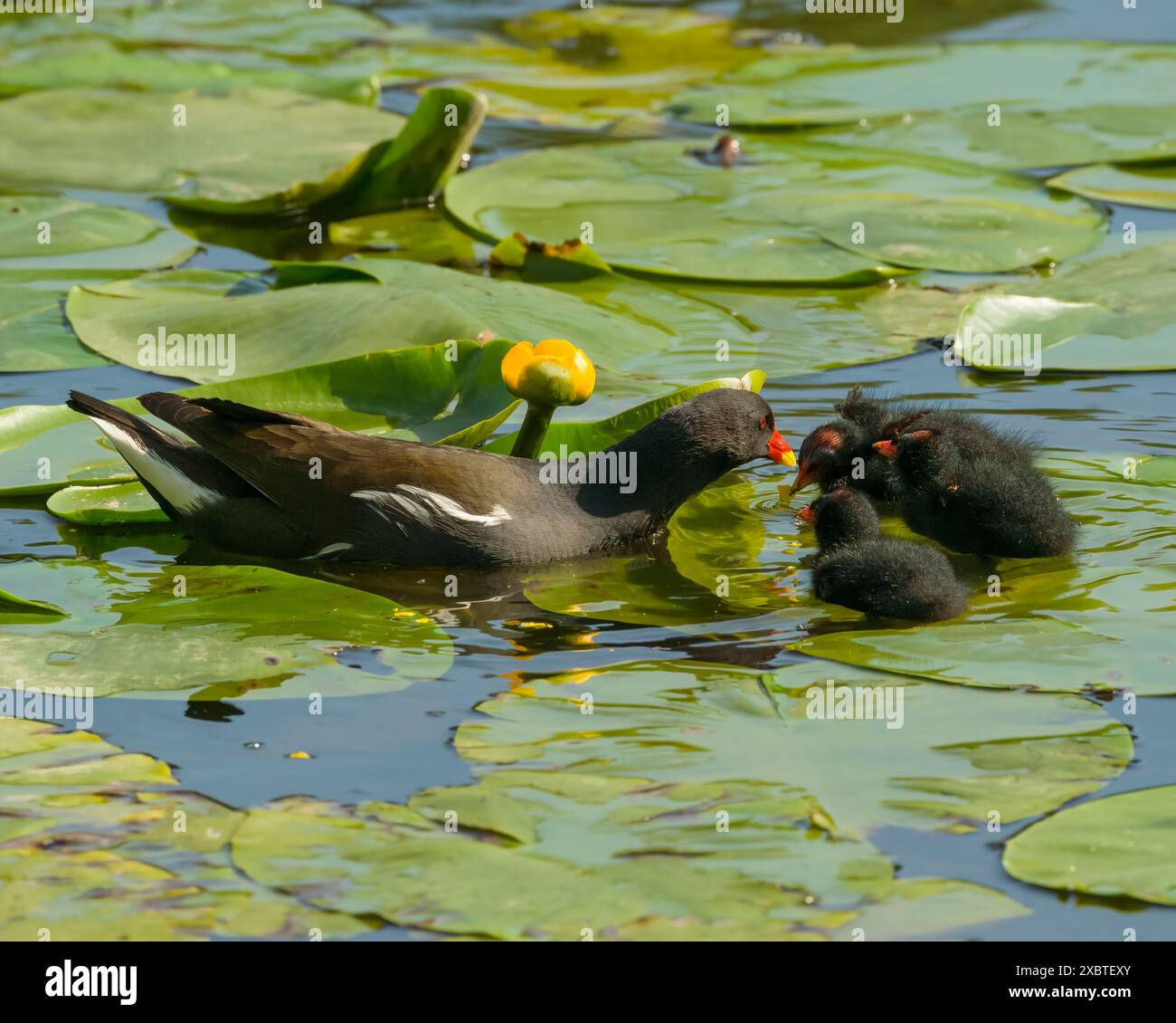A Moorhen (Gallinula chloropus) feeding chicks on water lily pads Stock ...