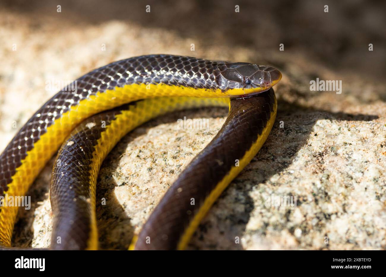 Mpwapwa purple glossed snake hi-res stock photography and images - Alamy