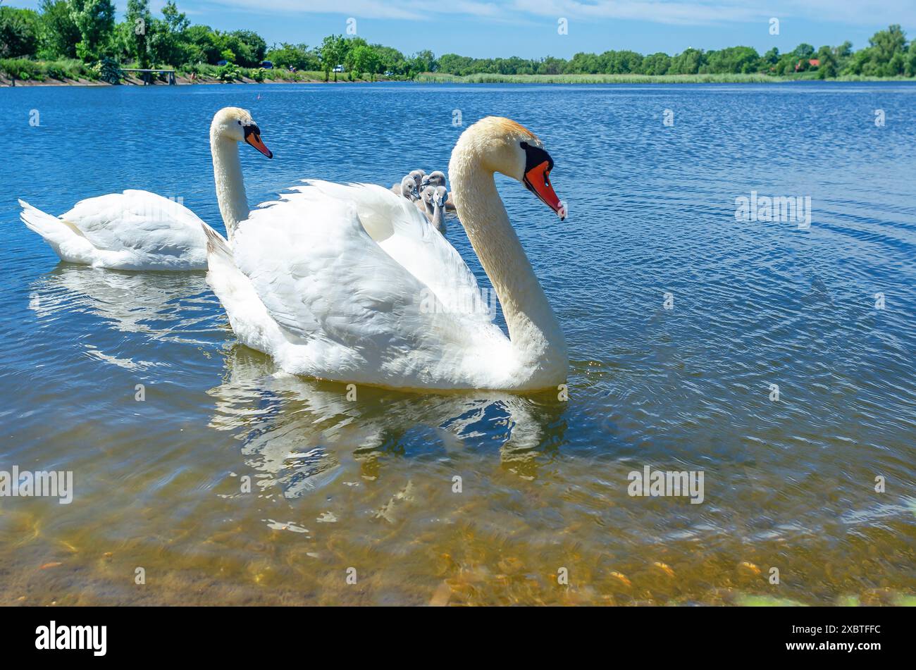 Swan parents with small babies swim, water. Pond with swans. Wild ...