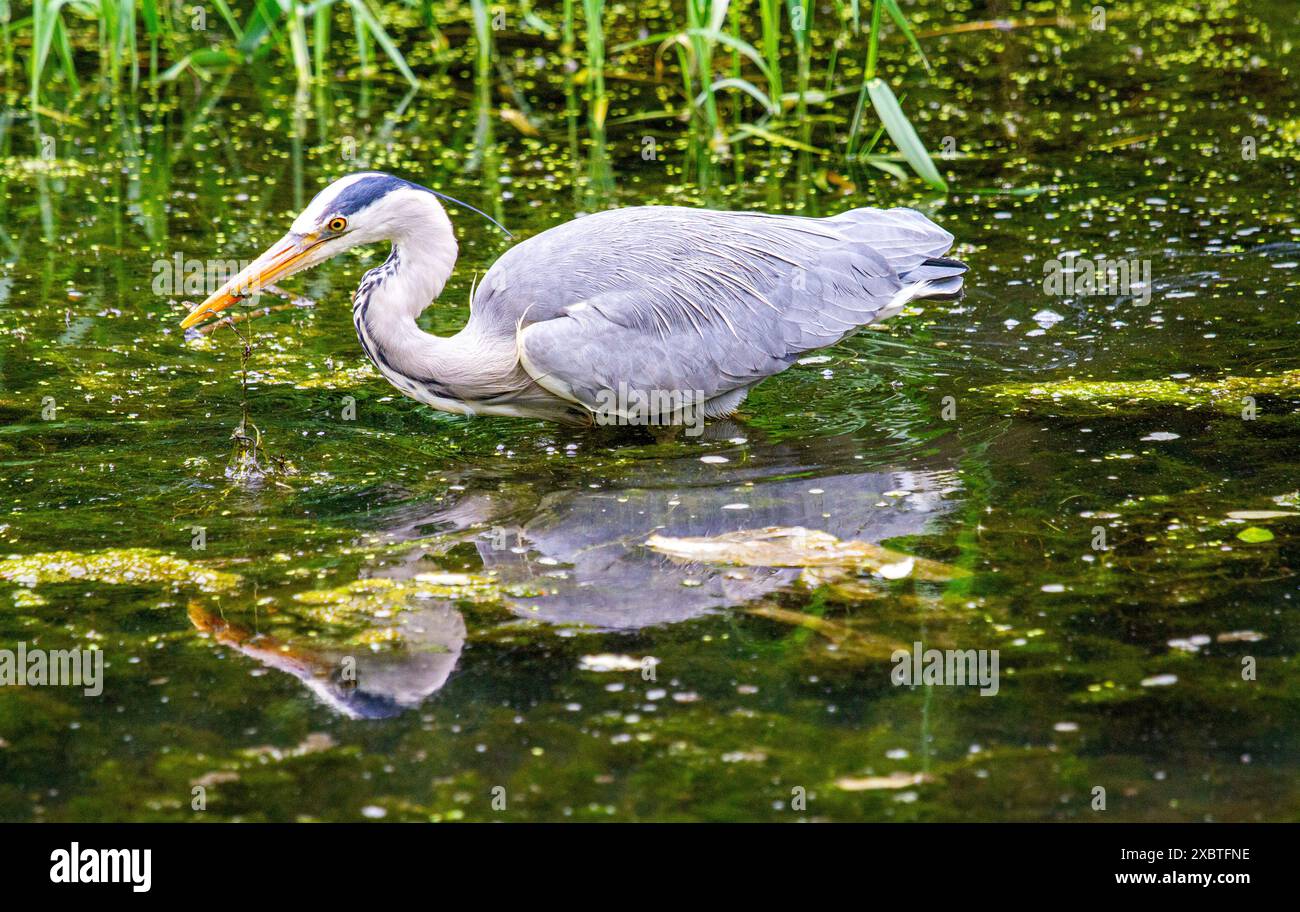 Dundee, Tayside, Scotland, UK. 13th June, 2024. UK Weather: Bright ...