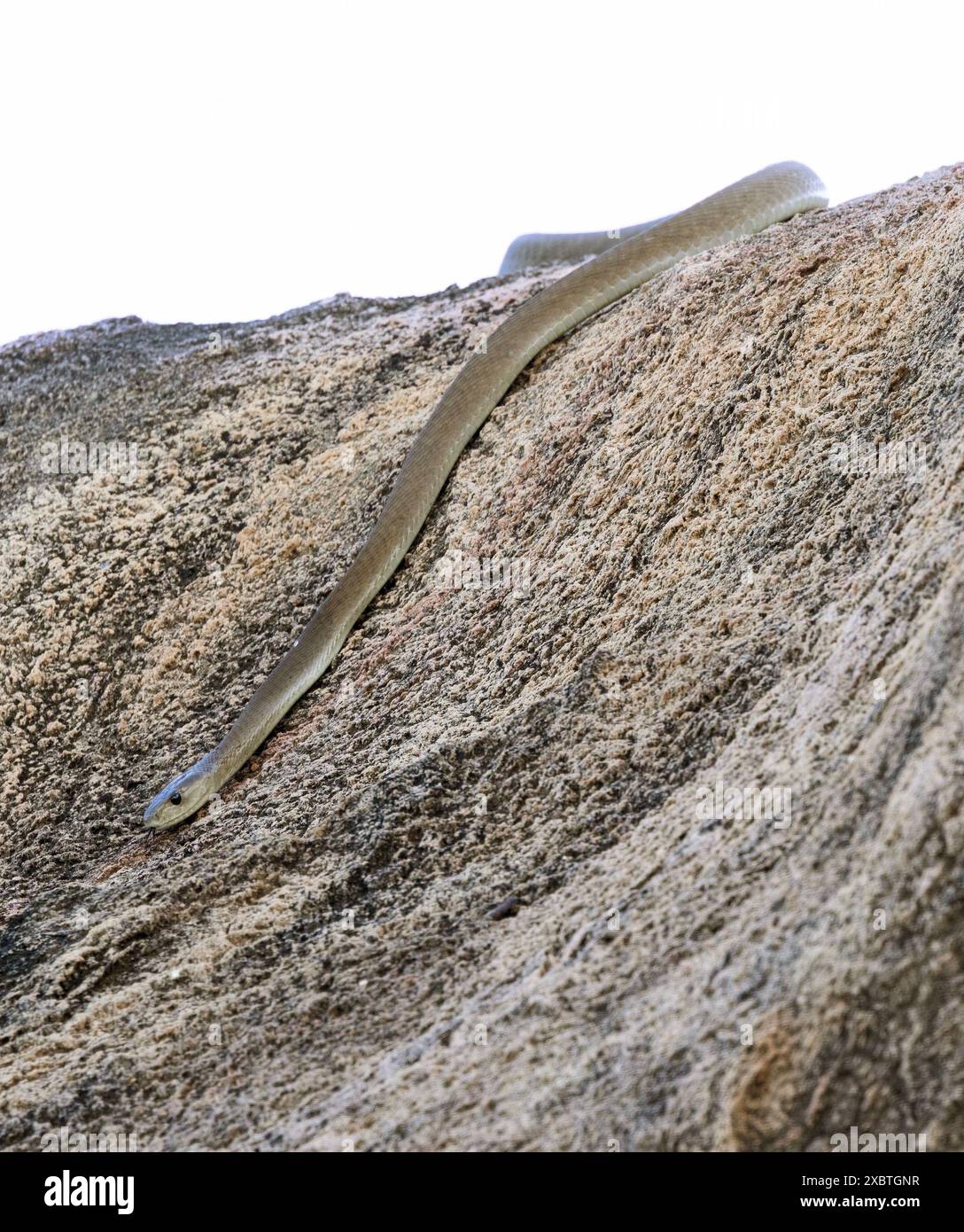 Snake mouth egg hi-res stock photography and images - Alamy