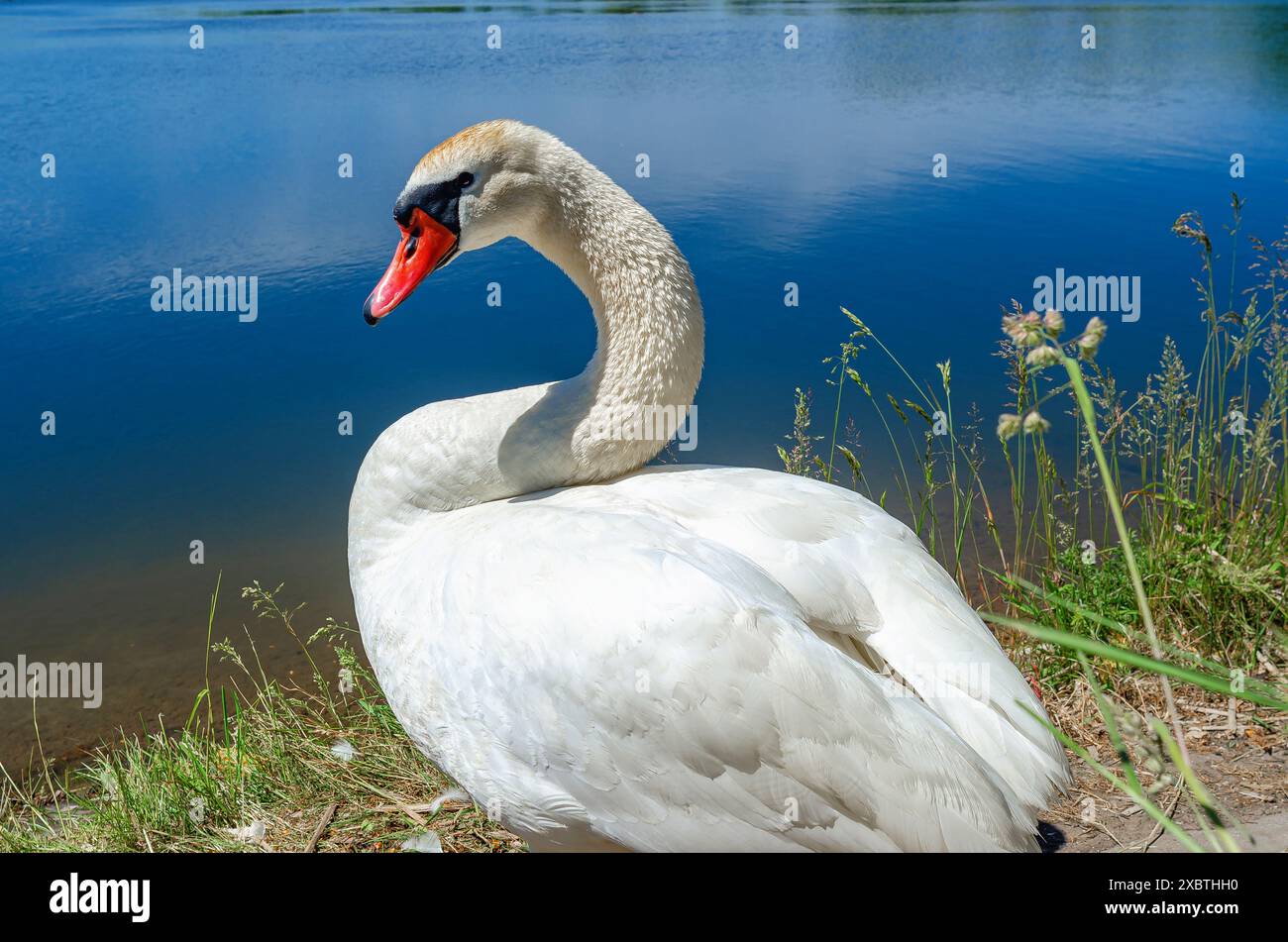 Swans head is elegantly curved, gaze looks into camera. Portrait of ...